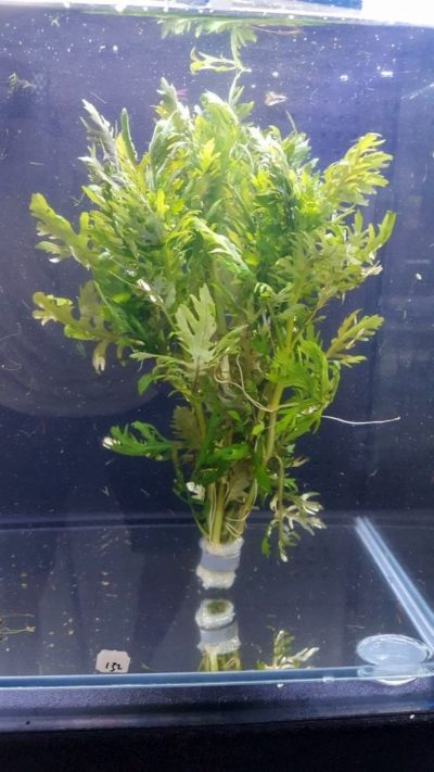 Hygrophila difformis – Shuemee Aquatic Center