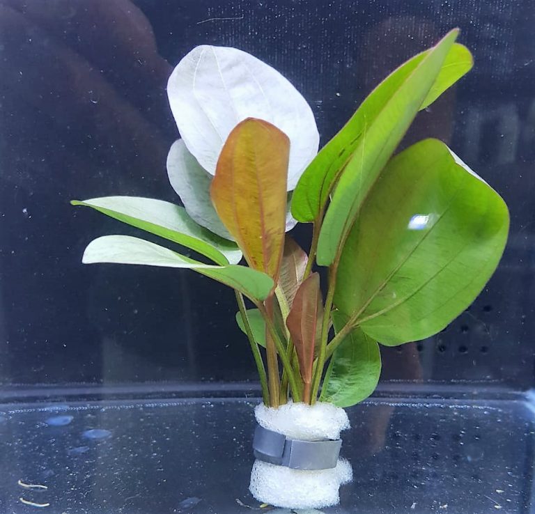 Echinodorus ozelot - Shuemee Aquatic Center