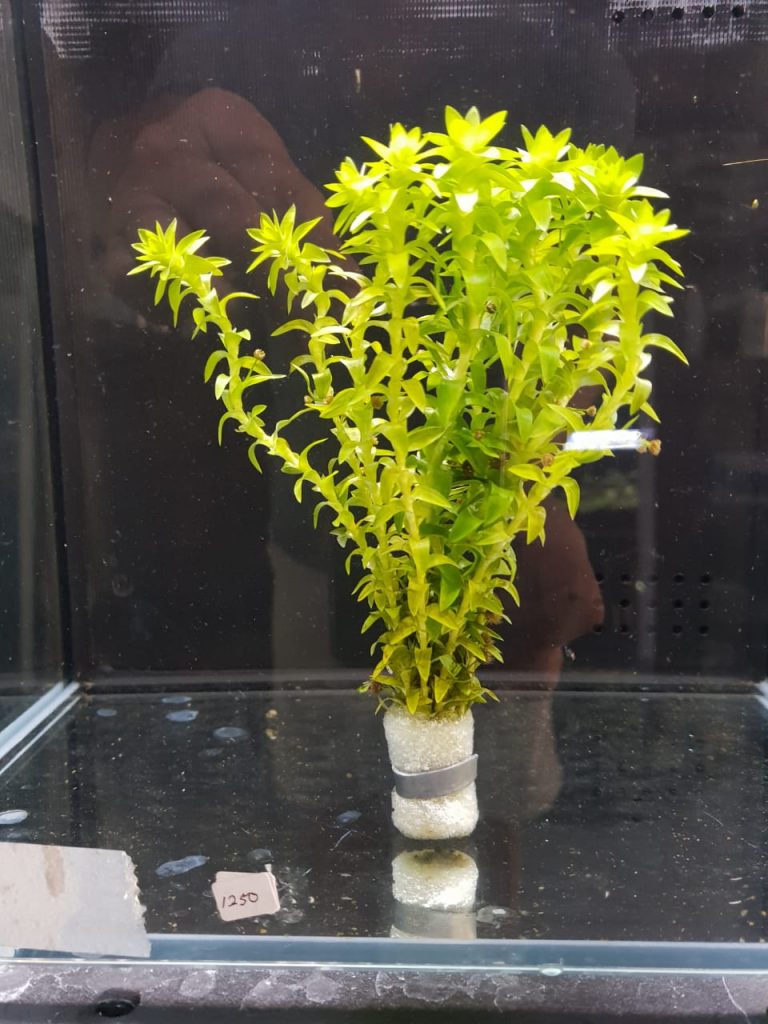 Tonina fluviatilis - Shuemee Aquatic Center